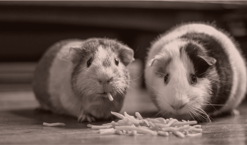 Exotic Pet Exams Near Me 94544 Hayward Veterinary Hospital